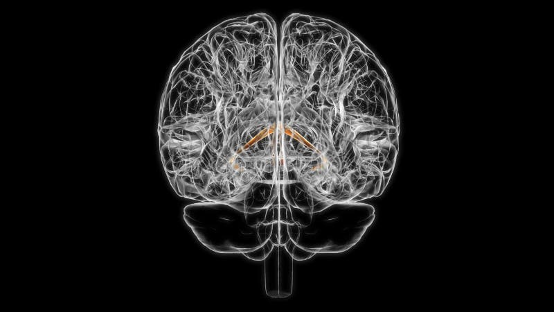 Brain Fornix of Forebrain Anatomy for Medical Concept 3D Animation ...