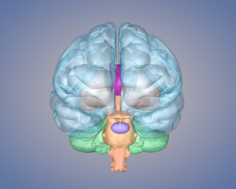 Brain front view stock illustration. Illustration of model - 49933605