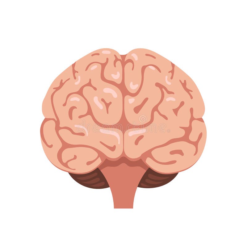Front View Human Brain Stock Illustrations – 706 Front View Human Brain ... Front View Human Brain Stock Illustrations – 706 Front View Human Brain ...