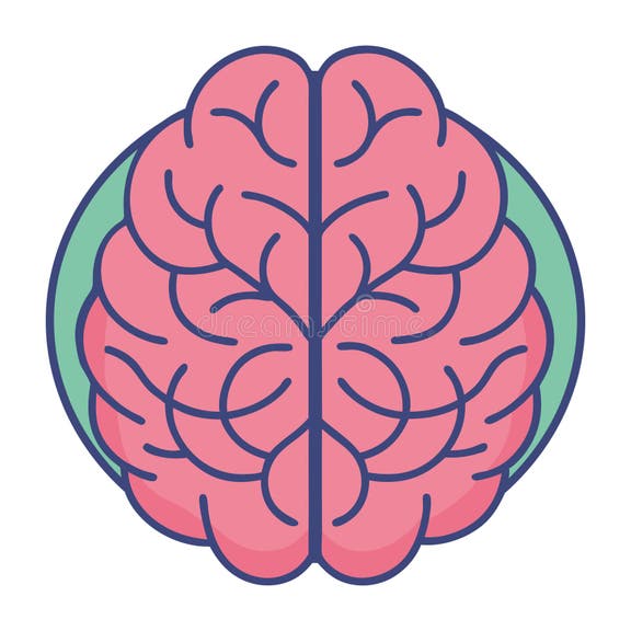 Brain Front View Illustration Stock Vector - Illustration of health ...