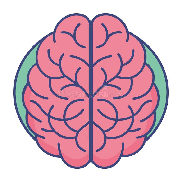 Brain Front View Illustration Stock Vector - Illustration of health ...