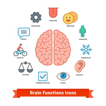 Brain Function Infographic Stock Illustrations – 975 Brain Function ...