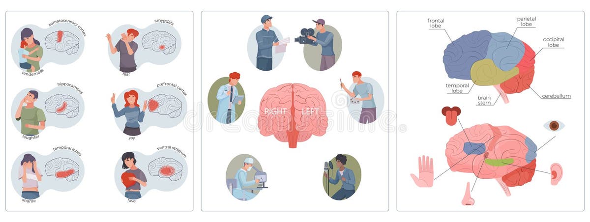 Prefrontal Cortex Hippocampus Brain Stock Illustrations – 49 Prefrontal ...