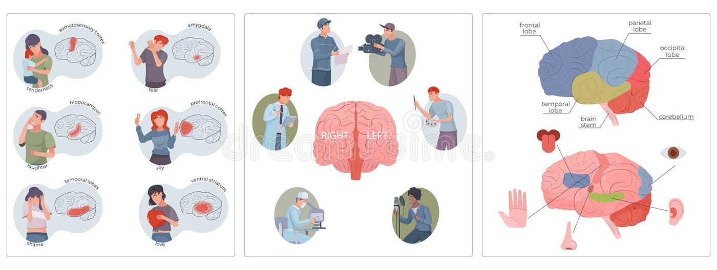 Prefrontal Cortex Hippocampus Brain Stock Illustrations – 49 Prefrontal ...