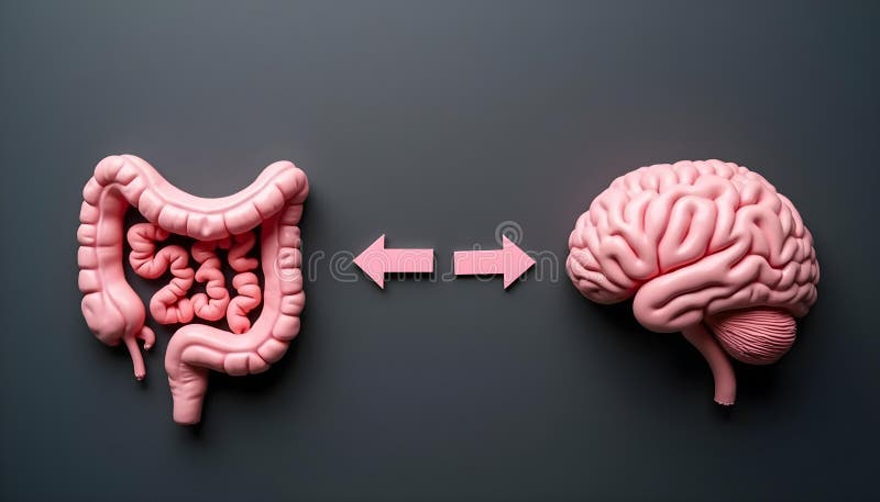 Brain and Gut Connected with Arrows â€ Symbolizing Gut-brain Axis and ...