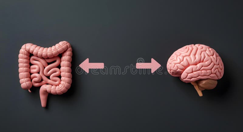 Brain and Gut Connected with Arrows Symbolizing Gut Brain Axis and ...