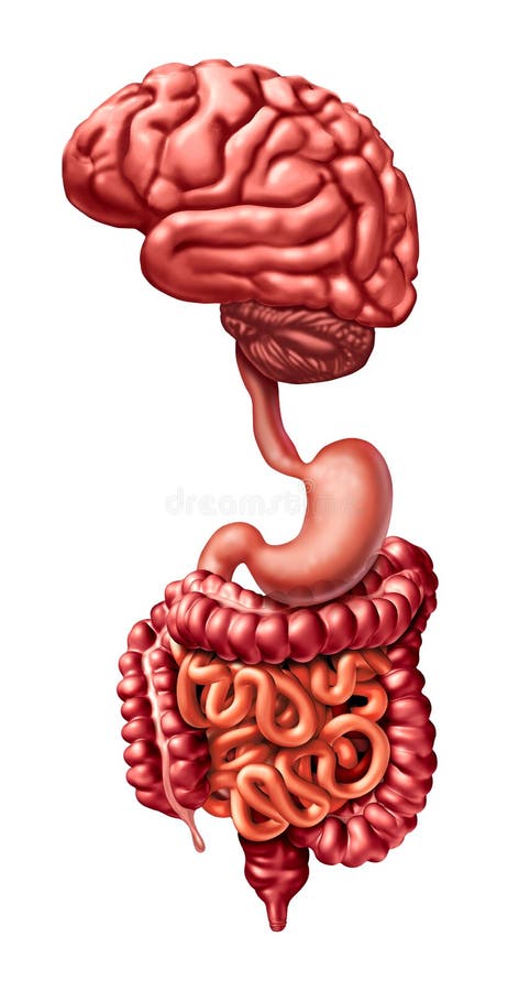 Brain Gut Connection stock illustration. Illustration of anatomy ...