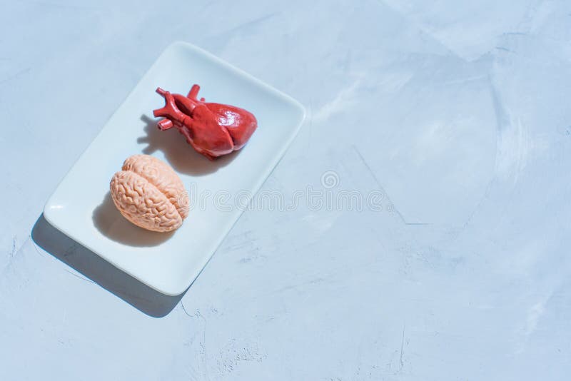 Brain and Heart Models on Plate Illustrating Brain-Heart Relationship ...