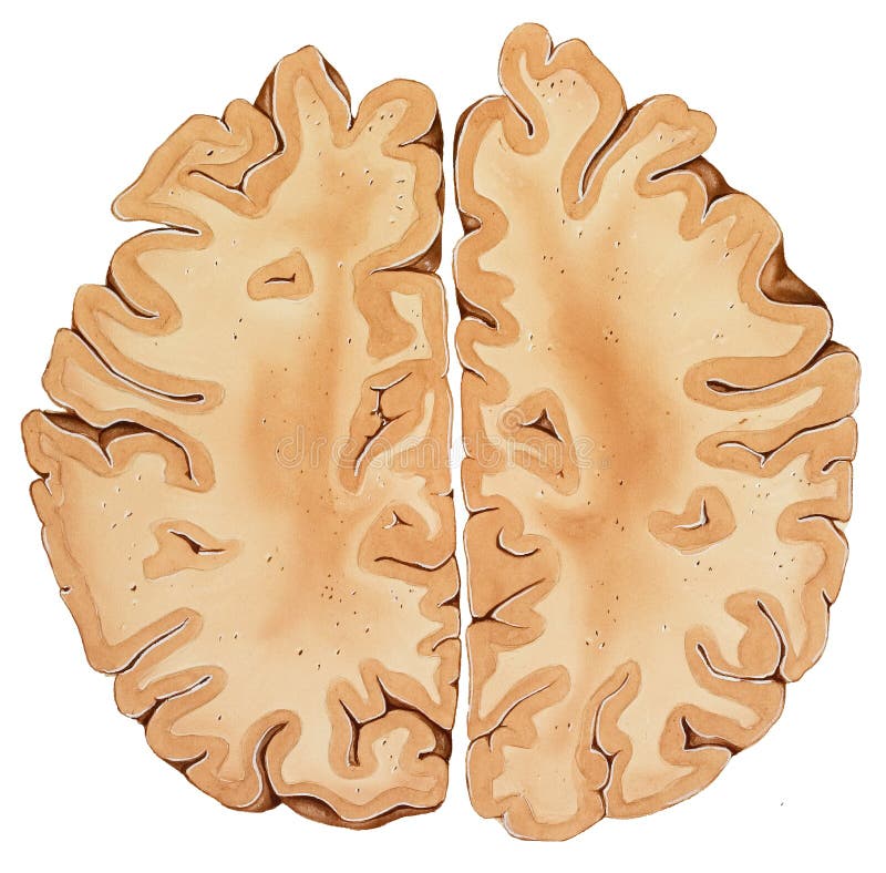 Brain - Cross Section stock illustration. Illustration of cortex - 82091561