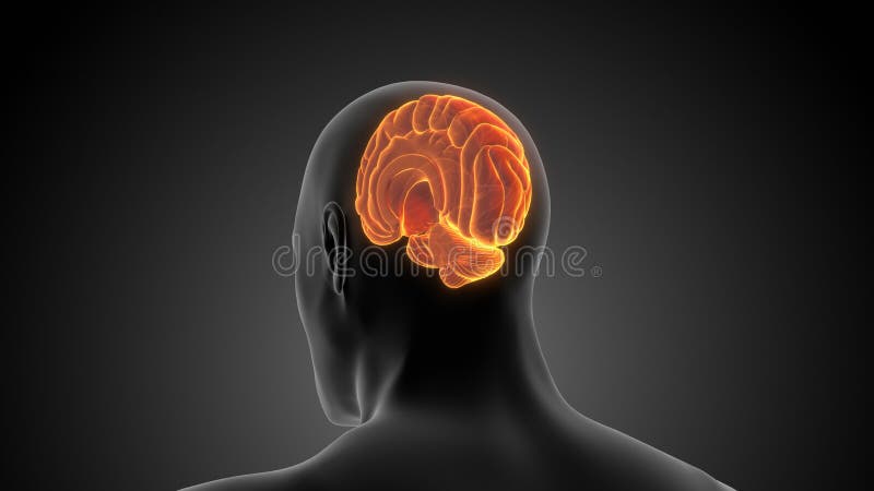 Human Half Brain Medical Animation Stock Illustration - Illustration of ...