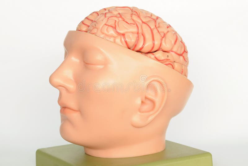 Brain of human model stock photo. Image of health, genius - 18639326