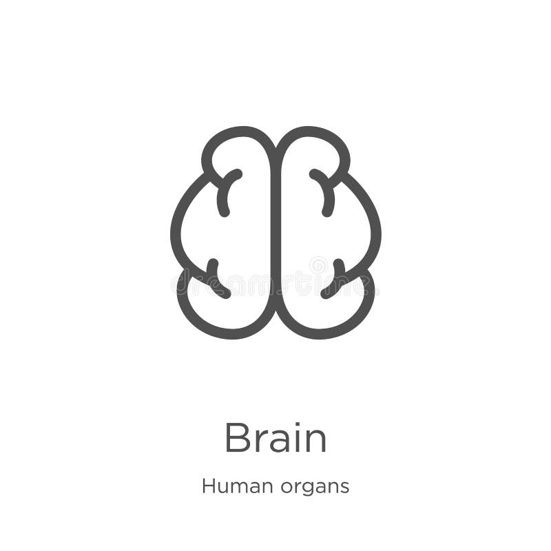Brain Icon Vector from Human Organs Collection. Thin Line Brain Outline ...