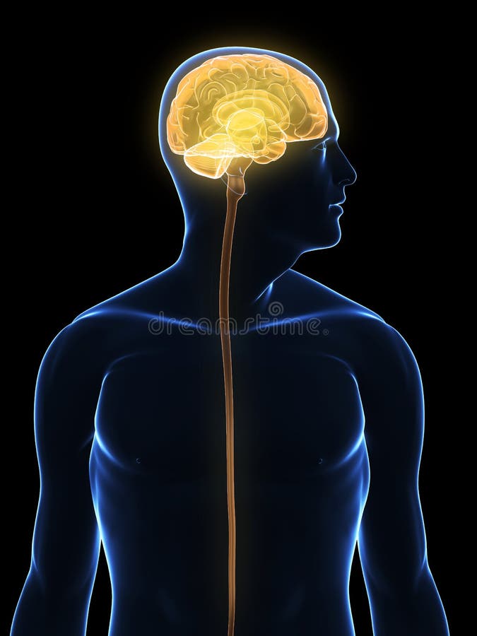 Brain illustration stock illustration. Illustration of genius - 11898196