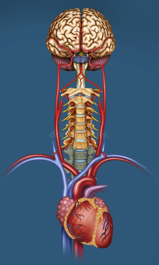 Brain Illustration Blood Irrigation Stock Illustration - Illustration ...