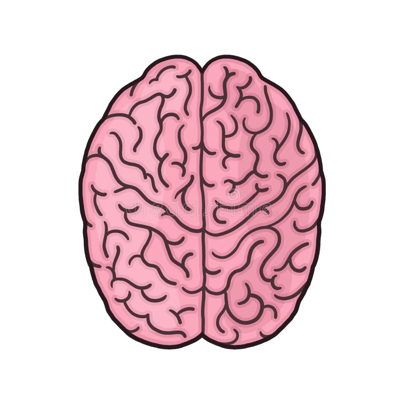 Human Brain Top View Illustration Stock Illustration - Illustration of ...