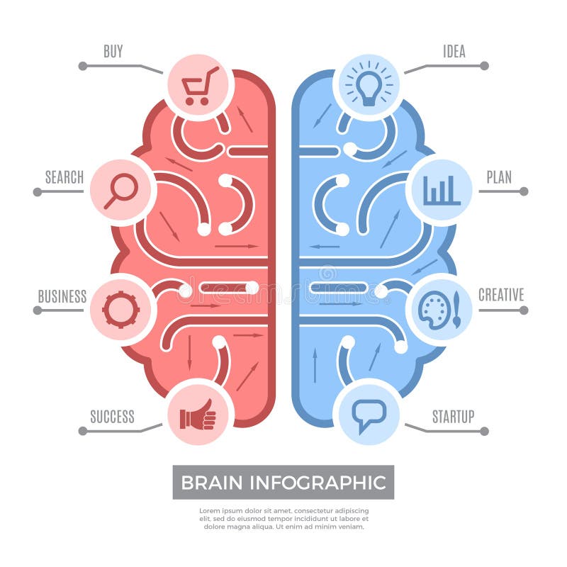 Brain Infographic. Conceptual Thinking Learning Symbols Vector Creative ...
