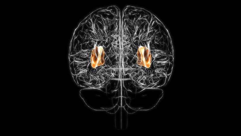 Brain Insula Anatomy for Medical Concept 3D Animation Stock Footage ...