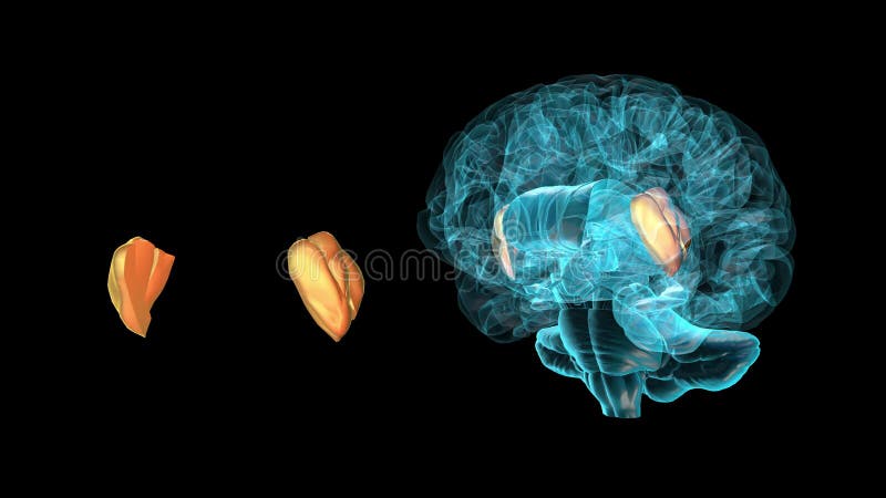 BRAIN-the Insula 3D part stock footage. Video of brainsuperior - 157131456