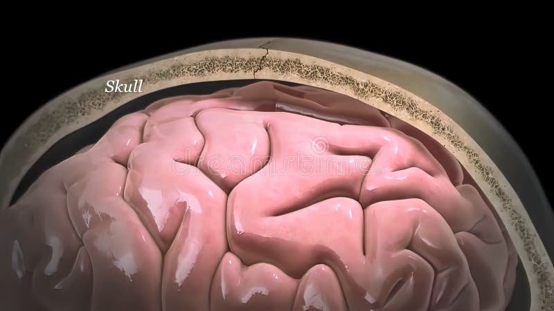 Brain Internal Structure 3d Illustration Stock Illustration ...