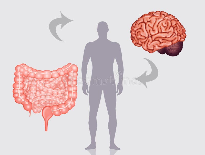 Brain and Intestine in the Human Body Stock Illustration - Illustration ...