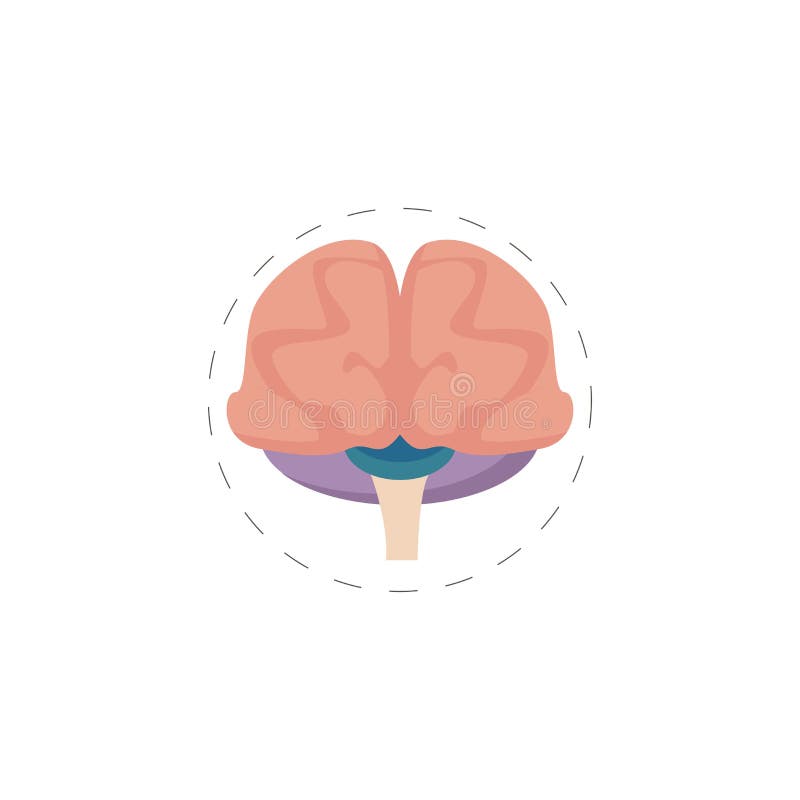 Brain Isolated Illustration. Brain Flat on White Background. Brain ...
