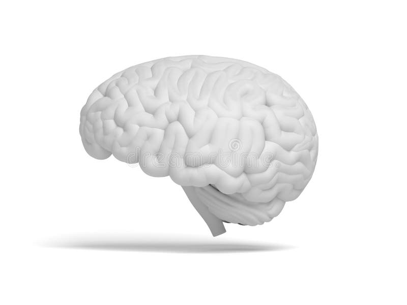 Brain Isolated on White Background Stock Illustration - Illustration of ...