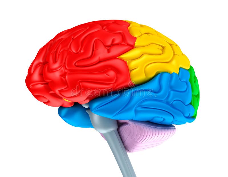 Brain Lobes in Different Colors Stock Illustration - Illustration of ...
