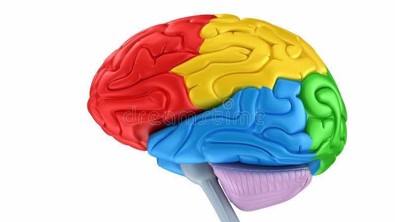 Brain Lobes in Different Colors Isolated Stock Video - Video of ...
