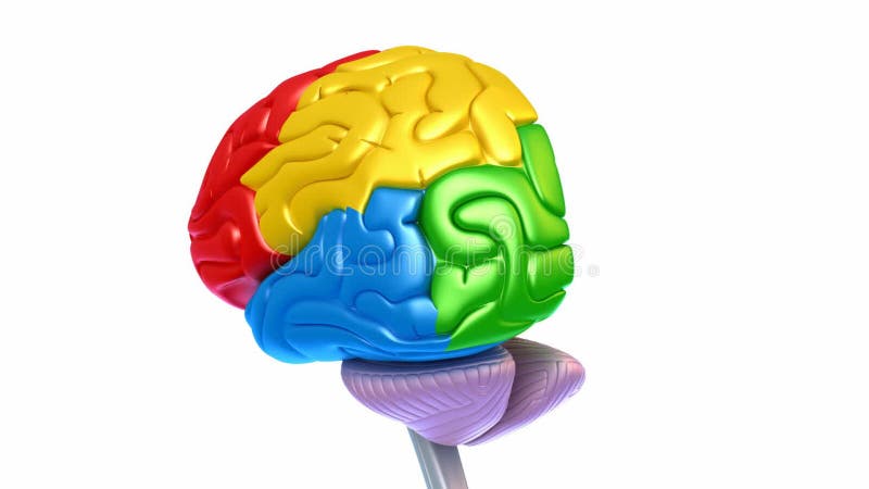 Brain Lobes in Different Colors Isolated on White Stock Video - Video ...
