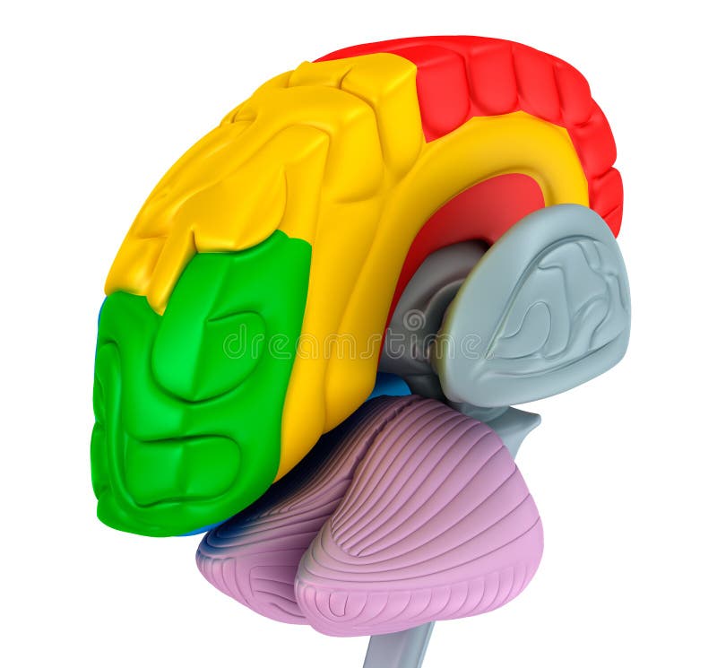 Brain Lobes in Different Colors Stock Illustration - Illustration of ...