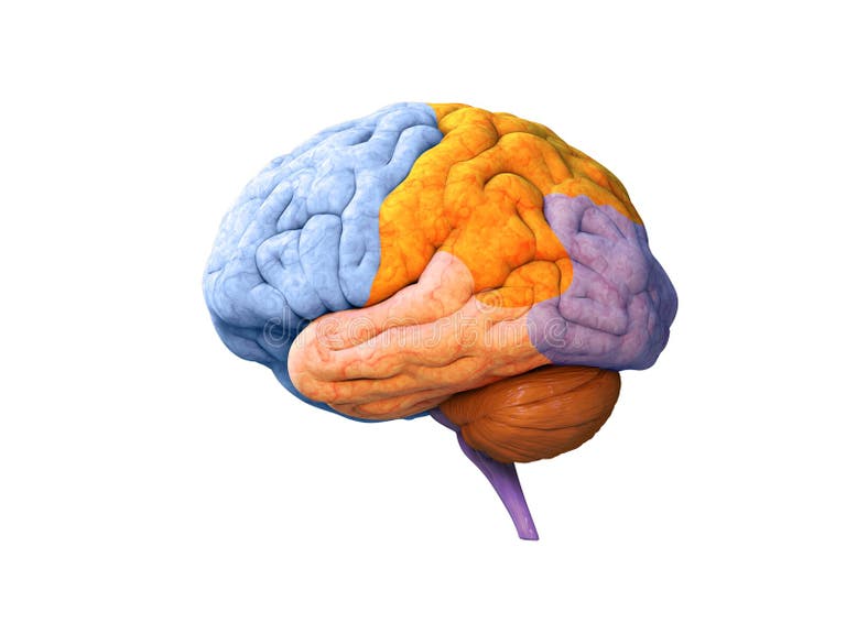 Cerebrum Lobes Stock Illustrations – 792 Cerebrum Lobes Stock ...