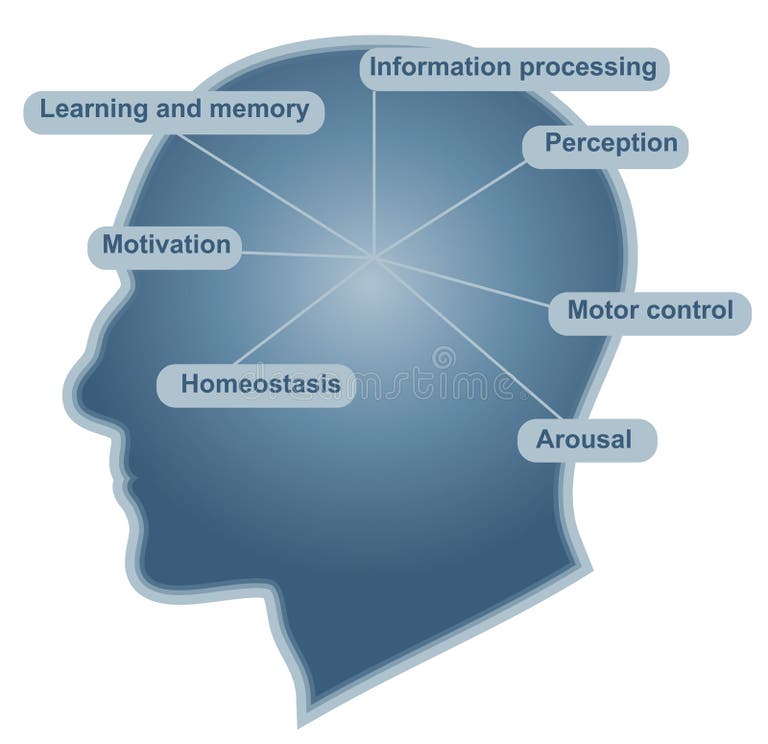 Brain Main Function Stock Illustrations – 59 Brain Main Function Stock ...