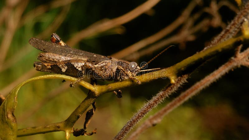 Grasshopper stock photo. Image of brain, grasshopper - 110573720