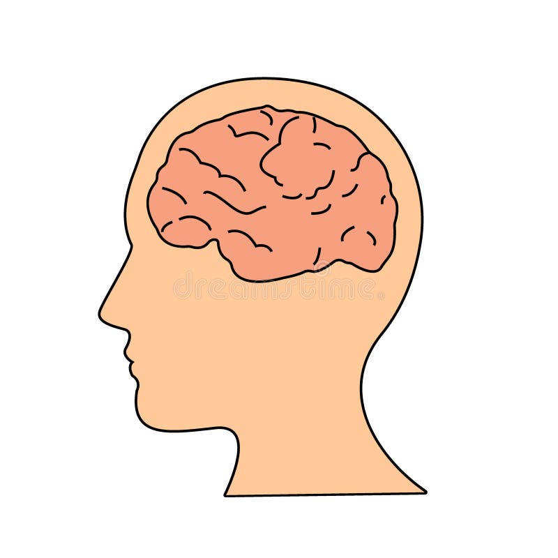 Human Brain Head Side View Stock Illustrations – 1,621 Human Brain Head ...