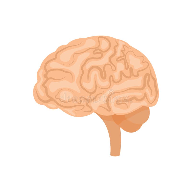 Brain or Mind Side View Line Art Color Vector Icon for Medical Apps and ...