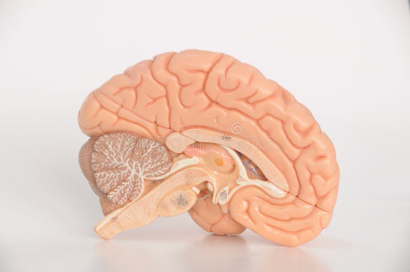 Brain Model stock photo. Image of psychiatrist, internal - 16513710