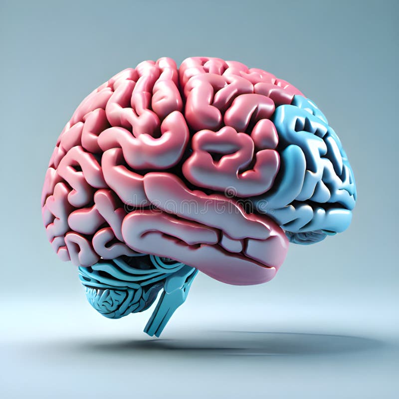 A Brain Model with a Blue and Pink Color Scheme Stock Illustration ...