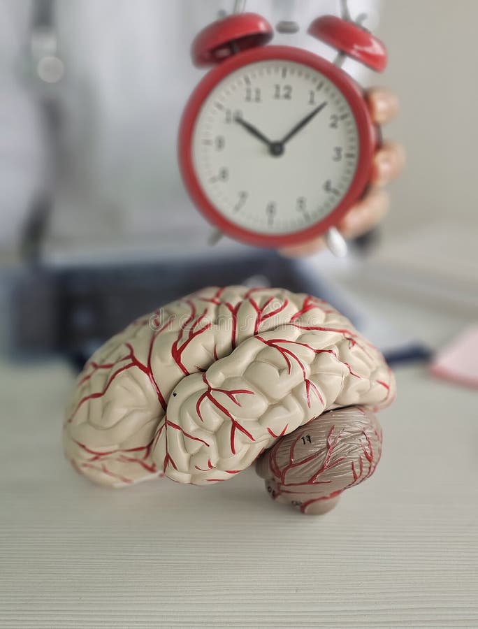 Brain Model and Clock Representing Time Management for Studying and ...