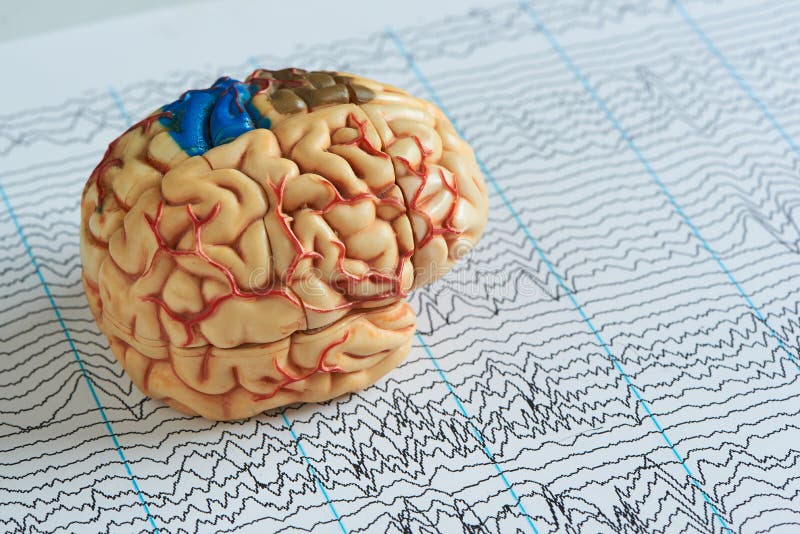 Brain Model on EEG Waves Paper Stock Image - Image of biology ...