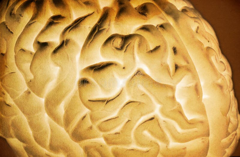 Brain Model stock photo. Image of psychiatrist, internal - 16513710