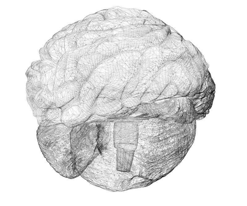 Brain stock illustration. Illustration of mans, education - 50625655