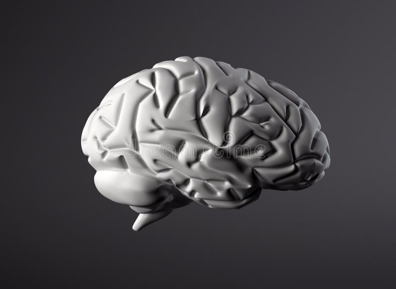 Brain model side view stock illustration. Illustration of cerebrum ...