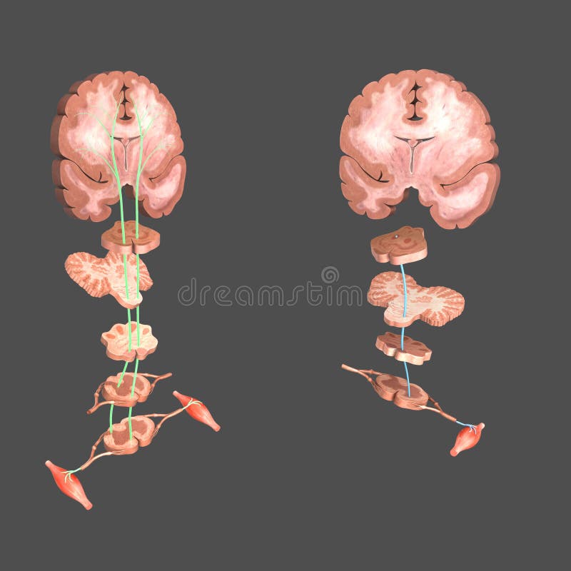 Brain Motor Areas stock de ilustración. Ilustración de tejido - 44728881