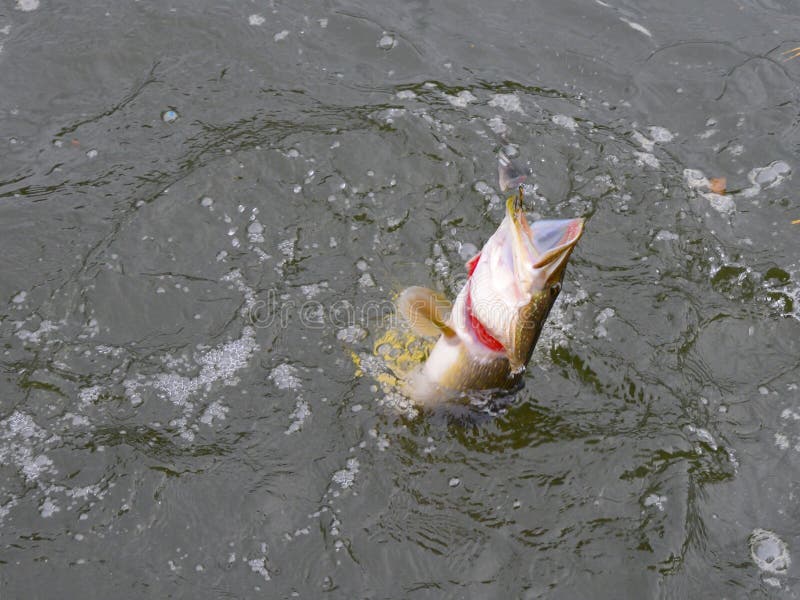 Angara Fish Stock Photos - Free & Royalty-Free Stock Photos from Dreamstime