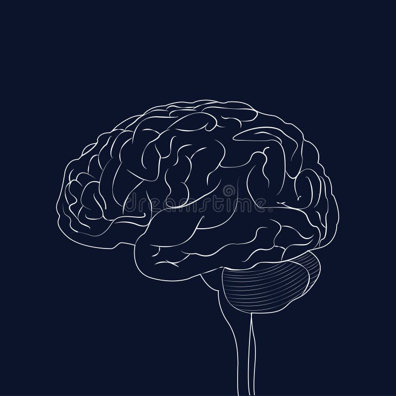 Brain in negative stock vector. Illustration of spinal - 44566970