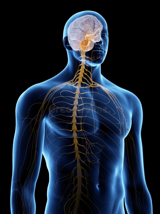 The Brain and Nervous System Stock Illustration - Illustration of body ...