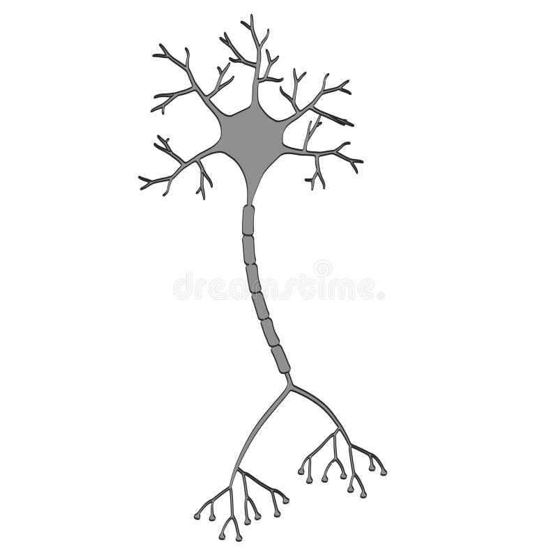 Brain neuron stock illustration. Illustration of brain - 69934094