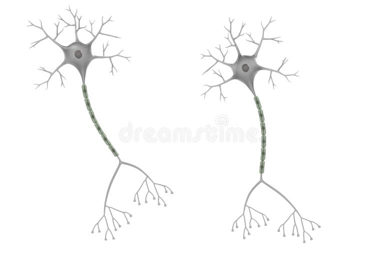 Realistic Neuron Stock Illustrations – 658 Realistic Neuron Stock ...