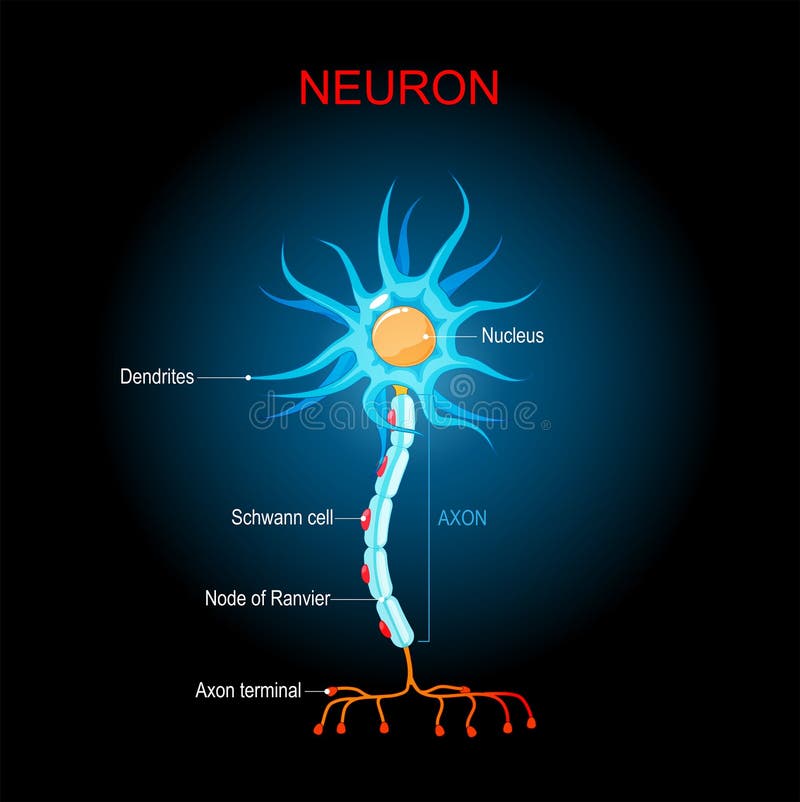 Single Neuron Stock Illustrations – 258 Single Neuron Stock ...