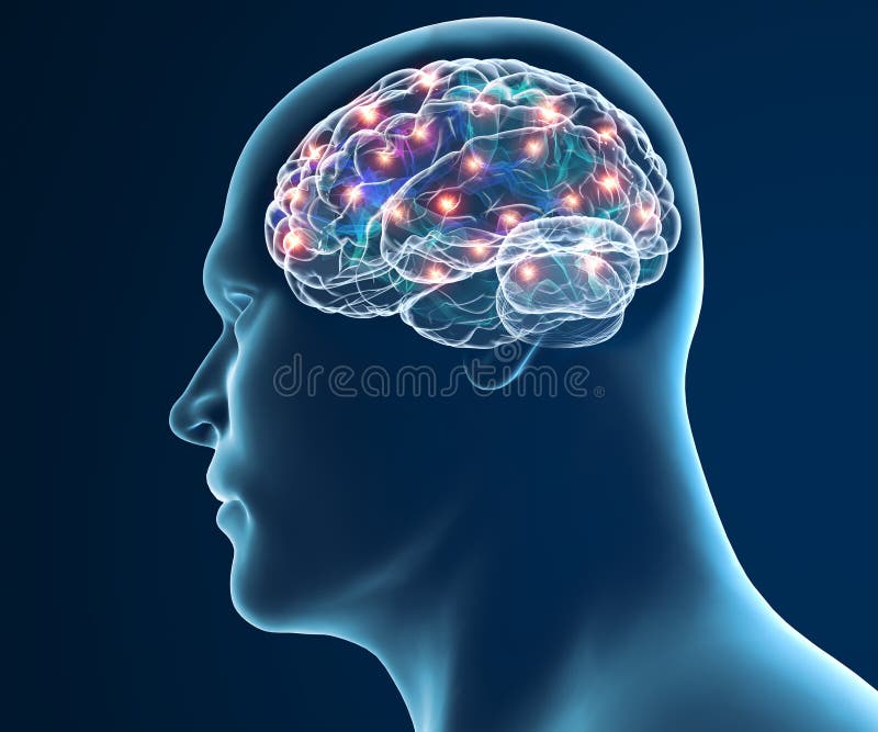 Brain Neurons Synapse Functions Stock Illustration - Illustration of ...
